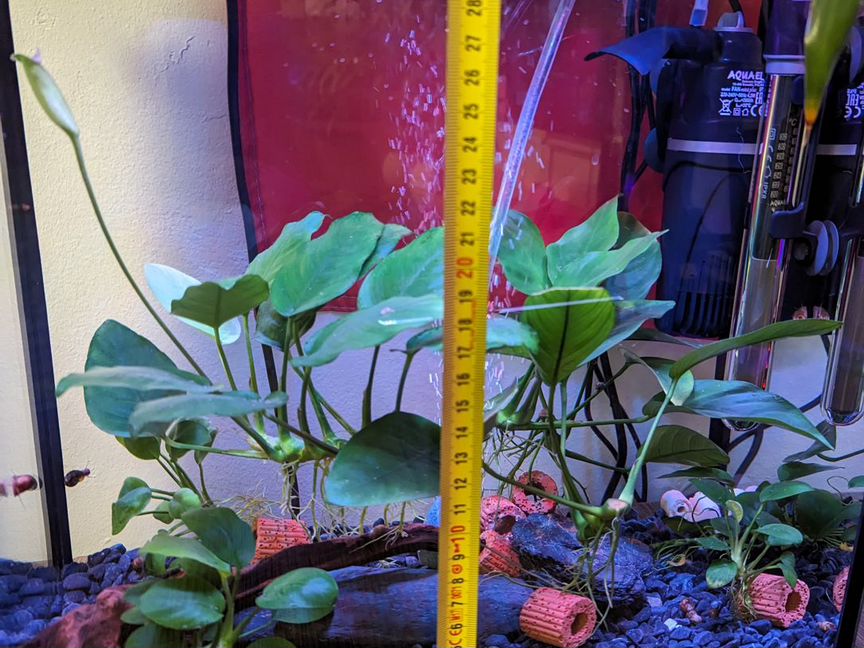 Готовый аквариум 20л с анубиасами, и оборудованием