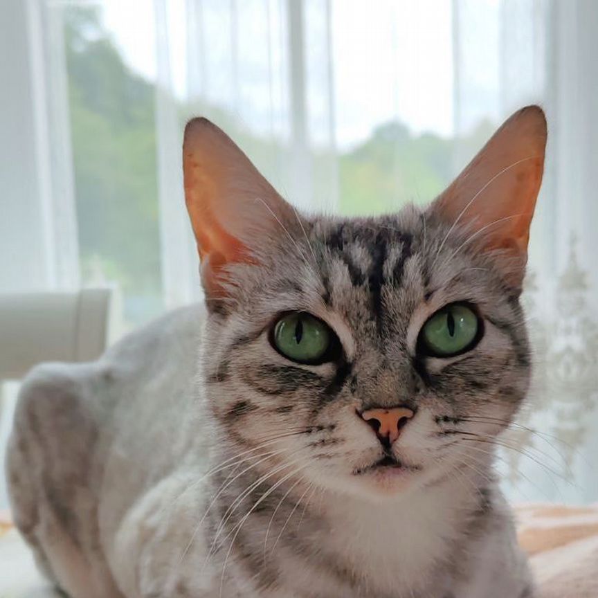 Боня зеленоглазая кошка окрас вискас в дар