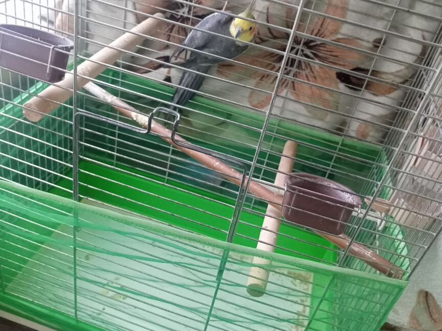 Отдам крикуна, умеет чирюкать