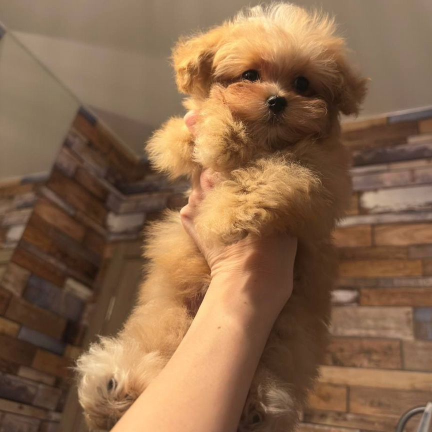 Мальтипу, щенок