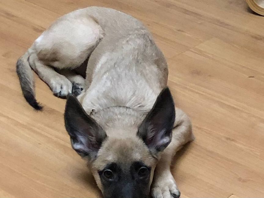 Щенок ищет хозяев