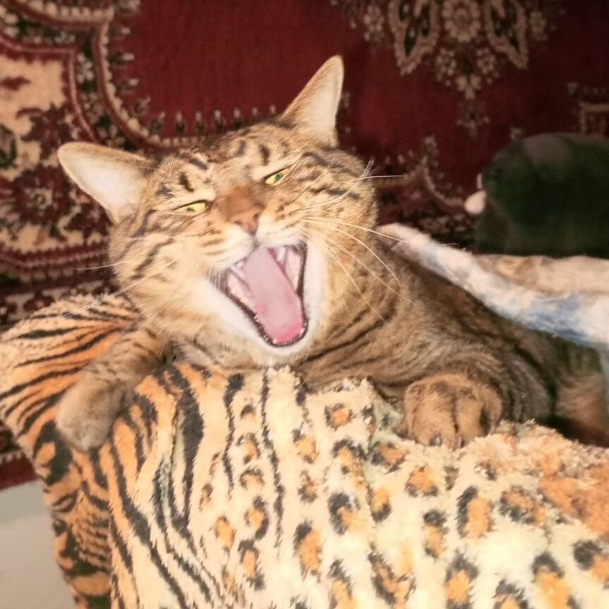 Саванна, взрослый кот