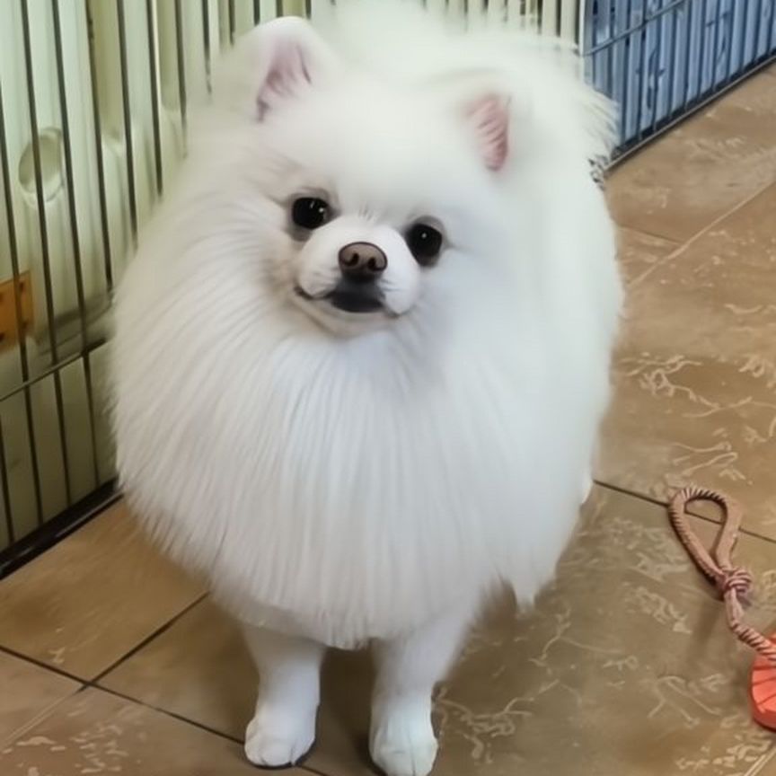 Померанский шпиц, щенок