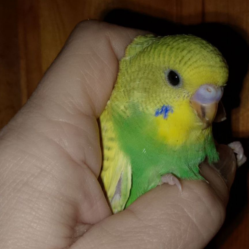 Волнистый попугай