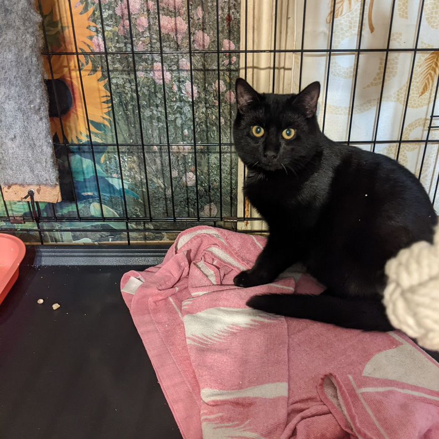 Взрослая кошка в добрые руки