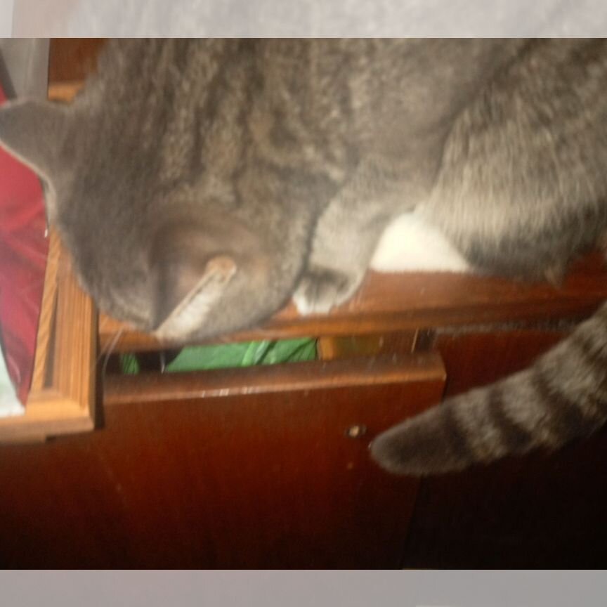 Взрослый кот в добрые руки