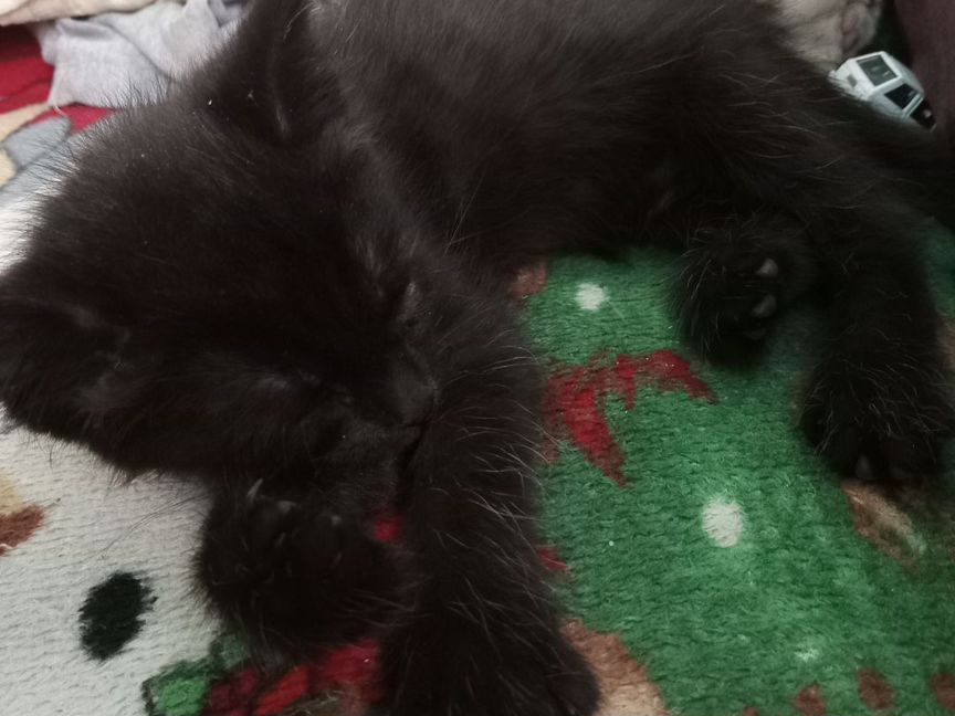 Котик чёрный мальчик 2 месяца