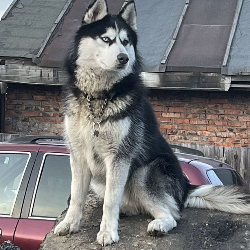 Сибирский хаски, щенок