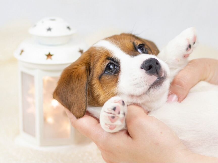 Девочки и Мальчики Джек Рассел Терьер