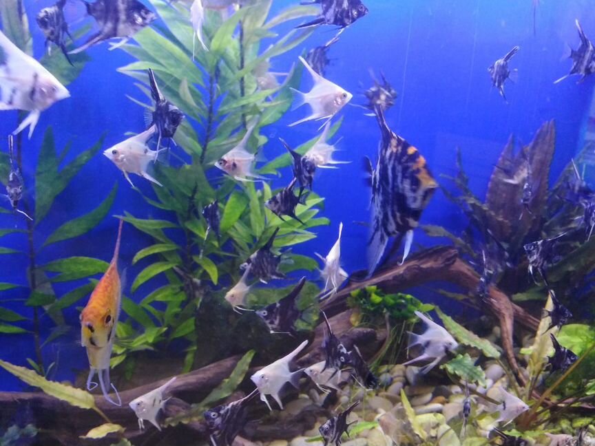 Рыбки скалярии