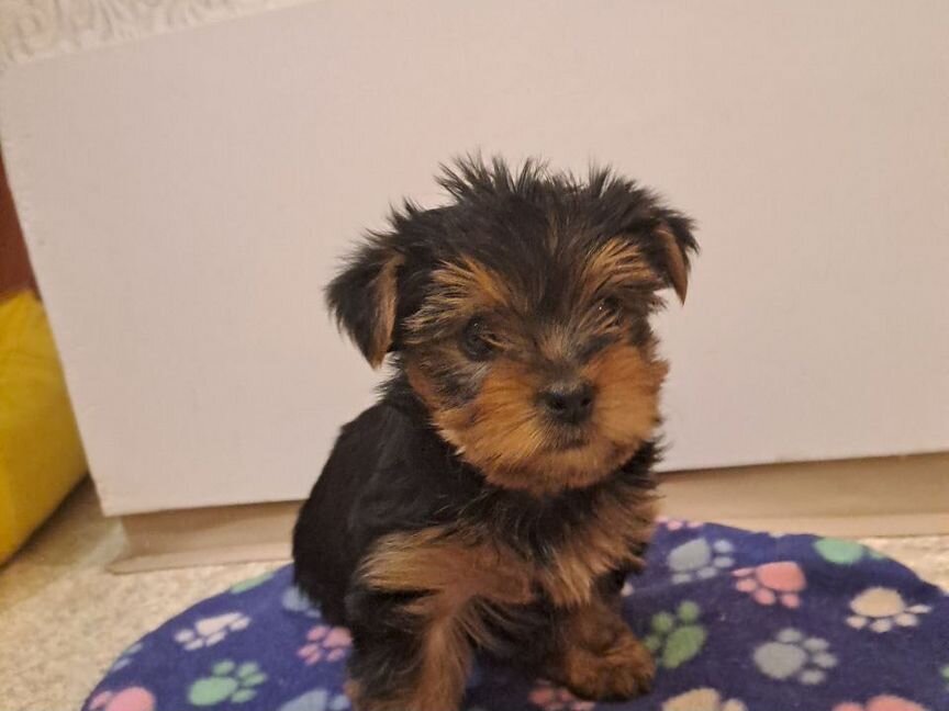 Йоркширский терьер беби фейс щенки