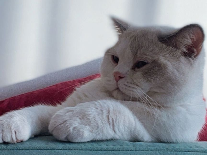 Британский кот
