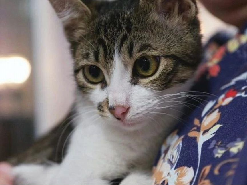 Котенок Максик из приюта