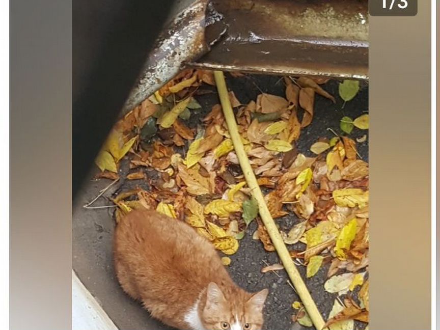 Котики бесплатно