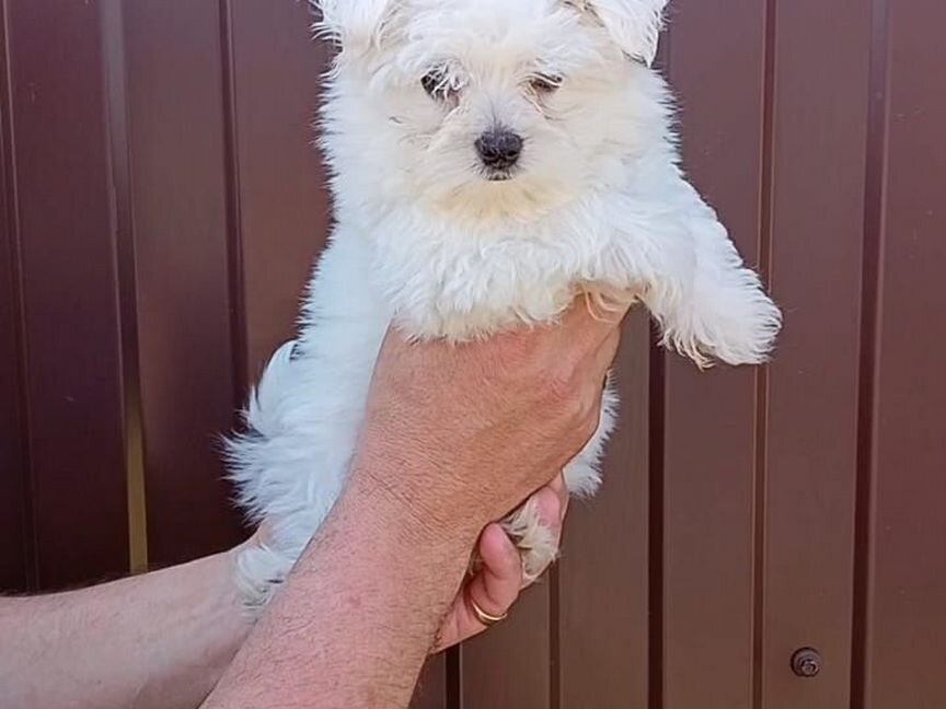 Мальтипу крошка Барни