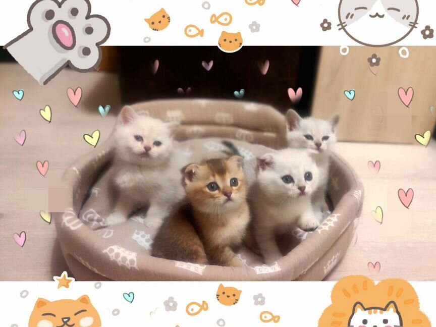 Шотландские котята