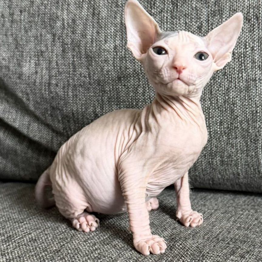 Канадский сфинкс котёнок