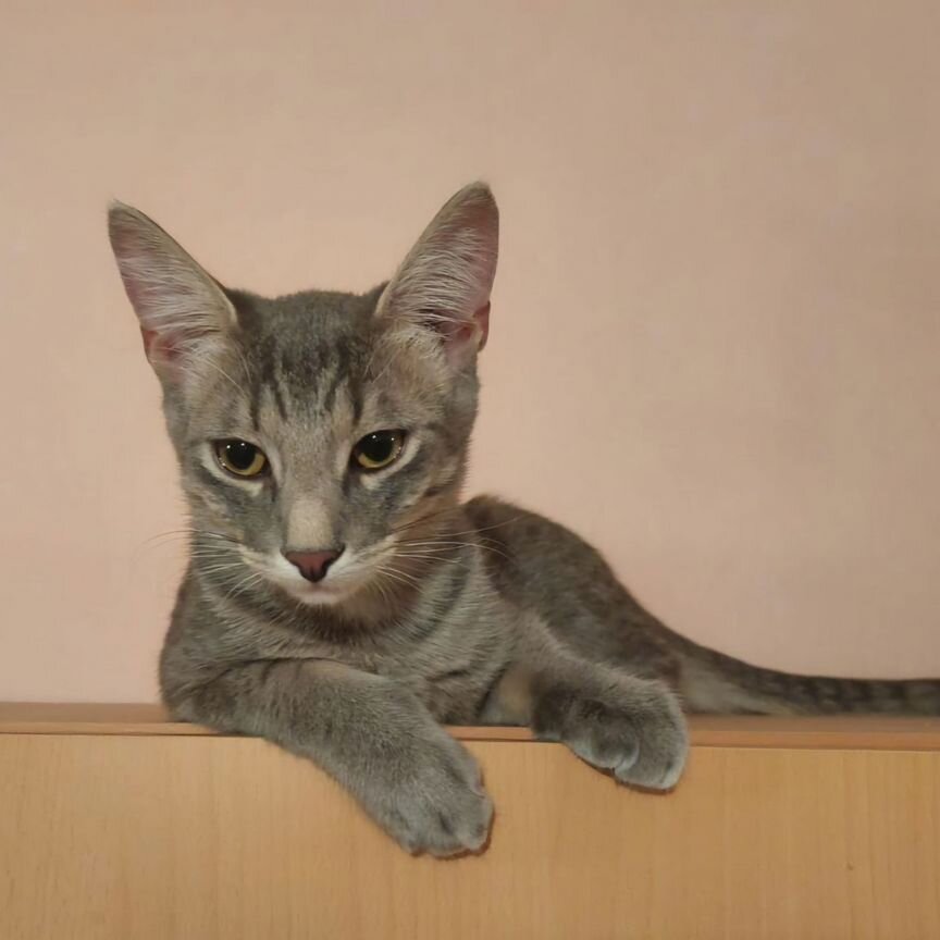 Молодой котик 8 месяцев в дар