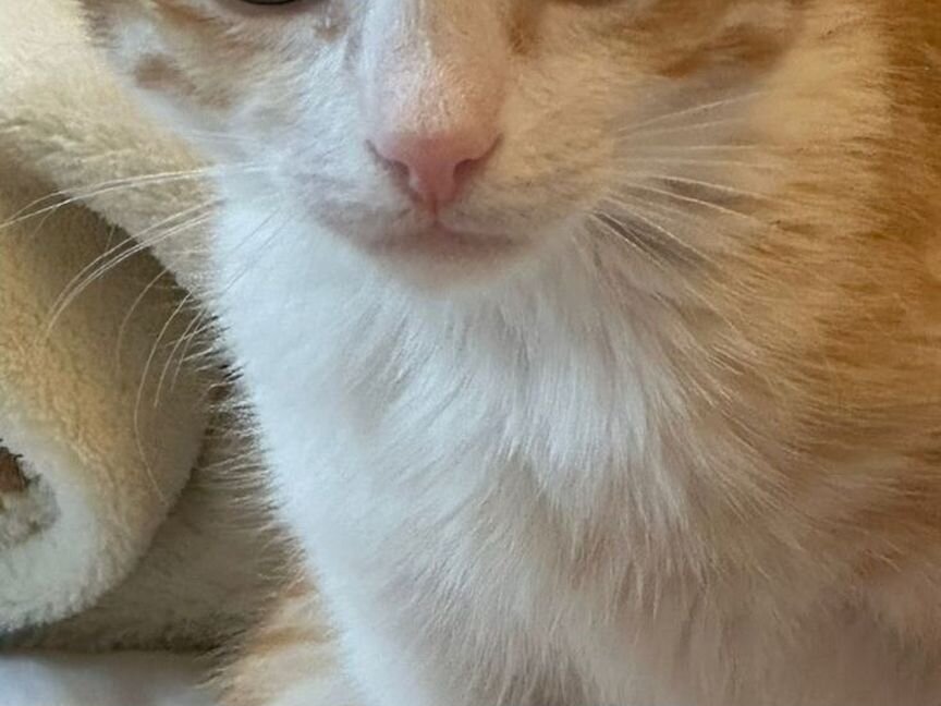 Котенок рыжий мальчик 3 мес