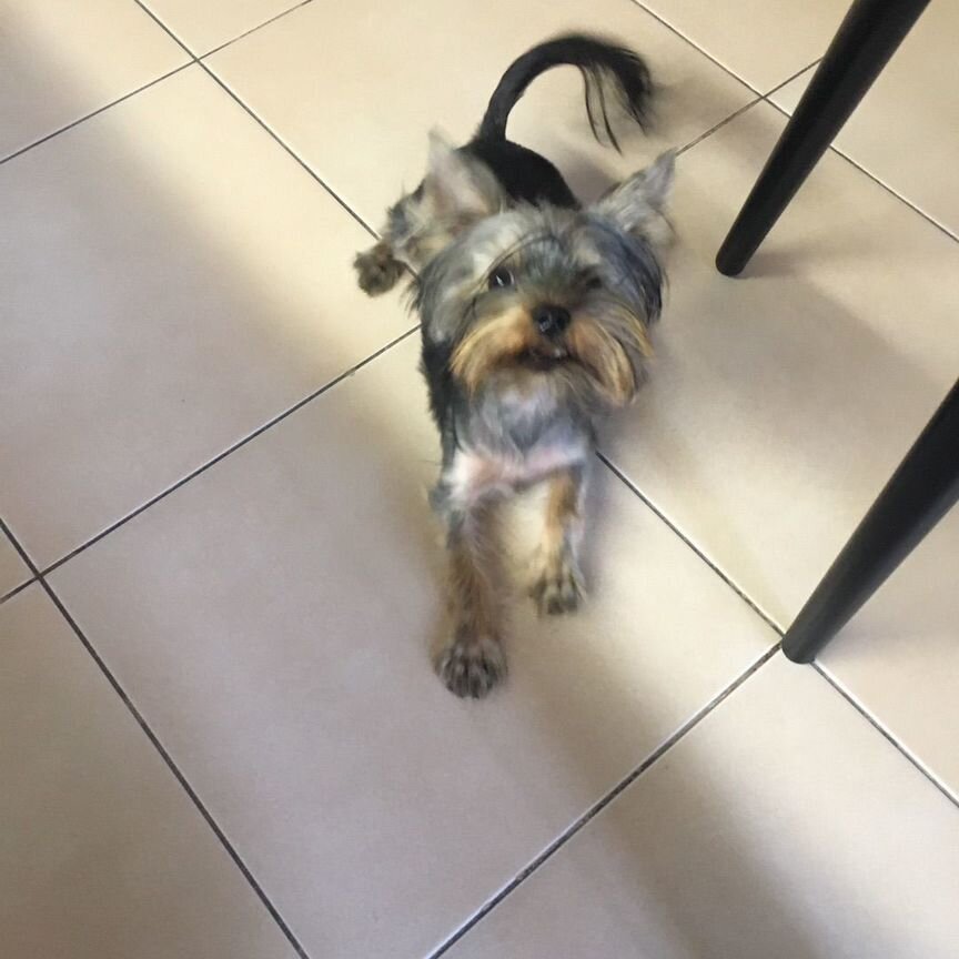 Йоркширский терьер