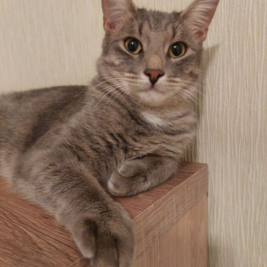 Котик