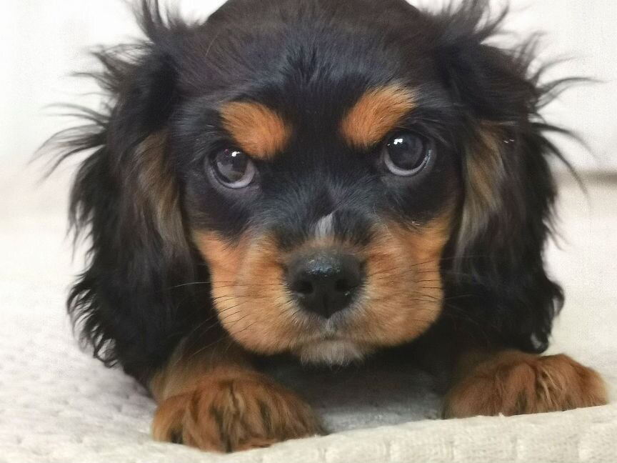 Щенок Кавалер Кинг Чарльз Спаниель