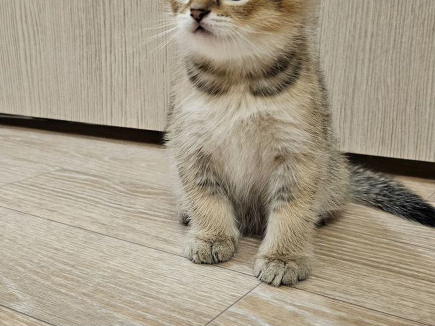 Шотландские вислоухие котята