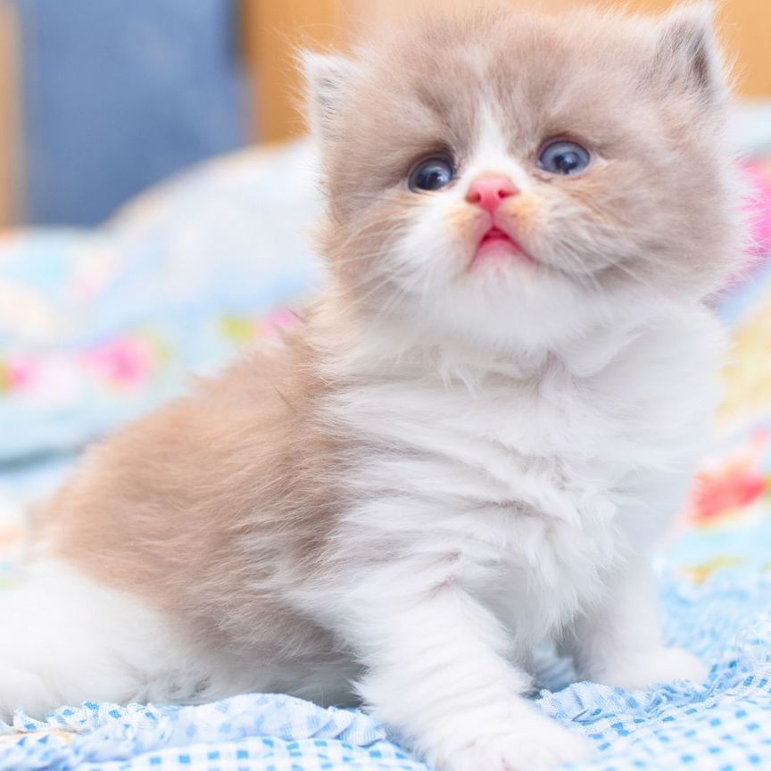 Британский длинношёрстный котёнок