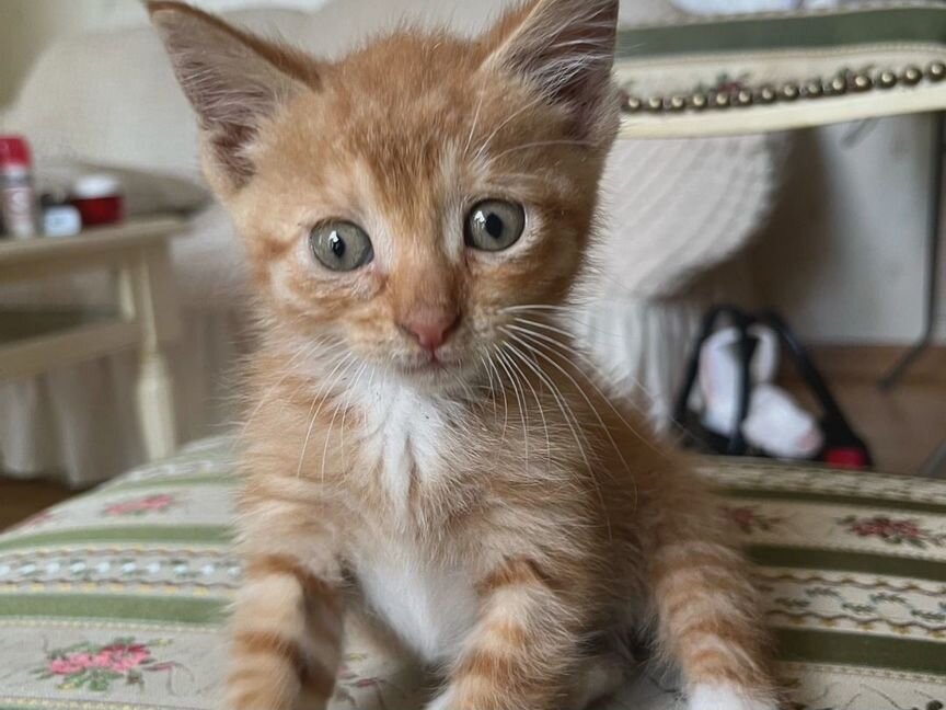 Котенок ищет дом