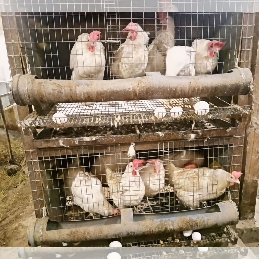 Куры несушки