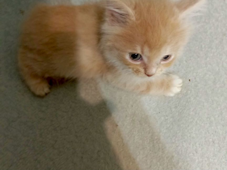 Котята