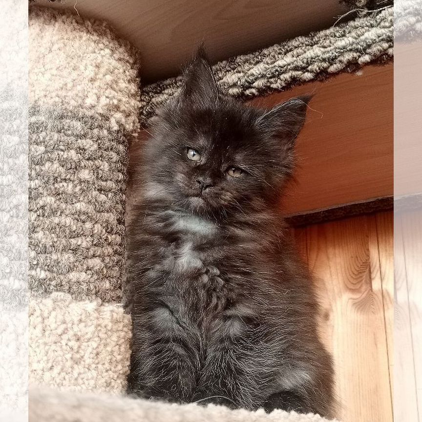 Мейн-кун котёнок