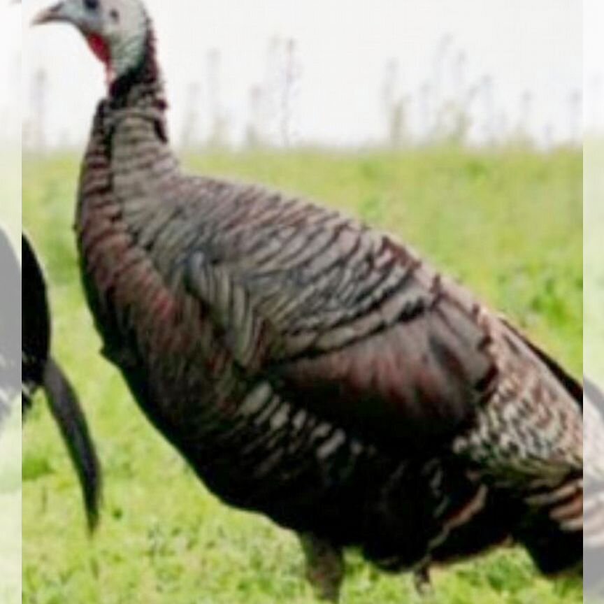 Индейка Бронзовая широкогрудая на племя