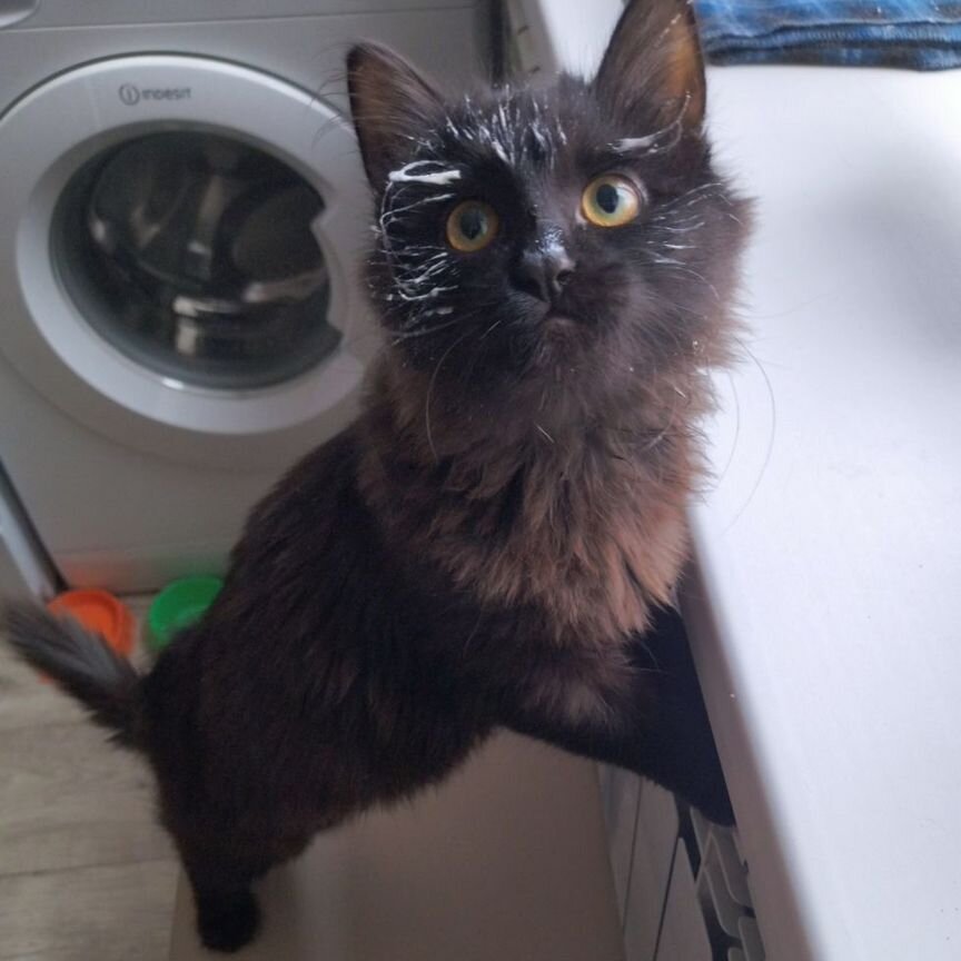 Котёнок в любящие руки