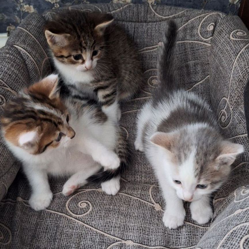 Котята