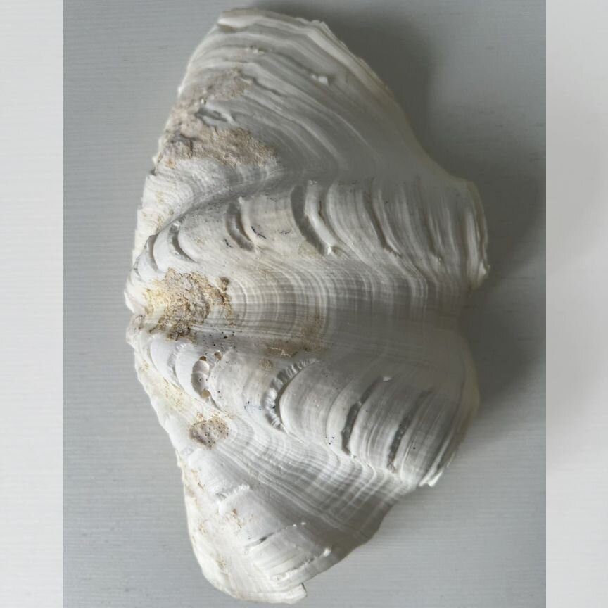 Ракушка морская большая