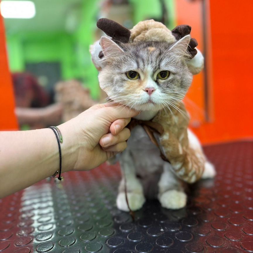 Сибирская кошка