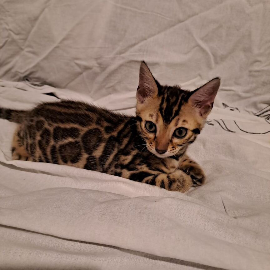 Бенгальская