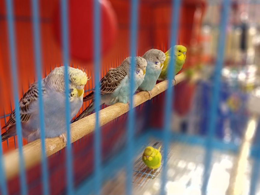 Волнистые попугаи