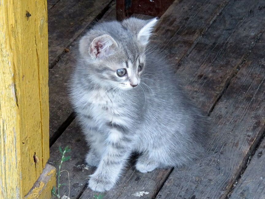 Котёнок дымчатый в очень добрые руки