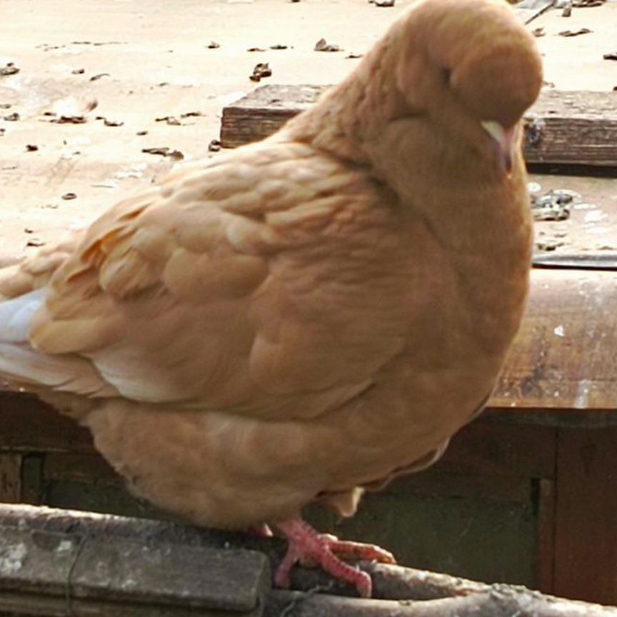 Голуби кинги