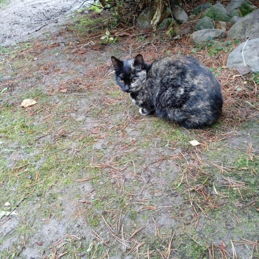 Кошки в добрые руки