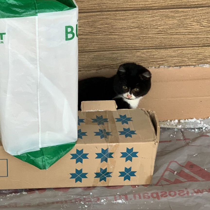 Кошечка ищет хозяина