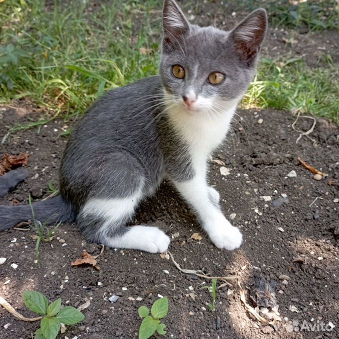 Отдам ласкового котенка-мурчалку
