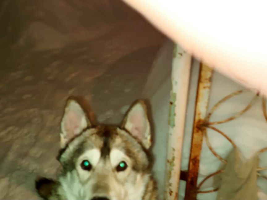 Найдена собака