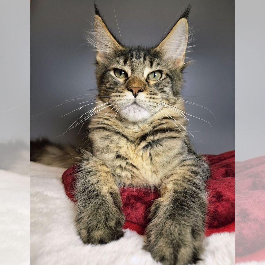 Мейн-кун котёнок