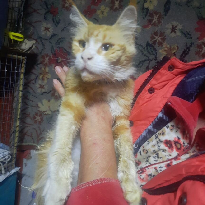 Мейн-кун молодой,отдаем только ответственным