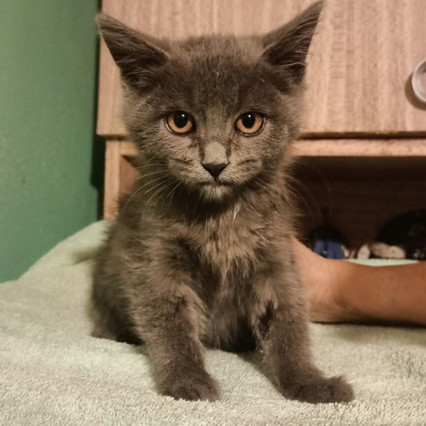 Котенок дымчатый мальчик