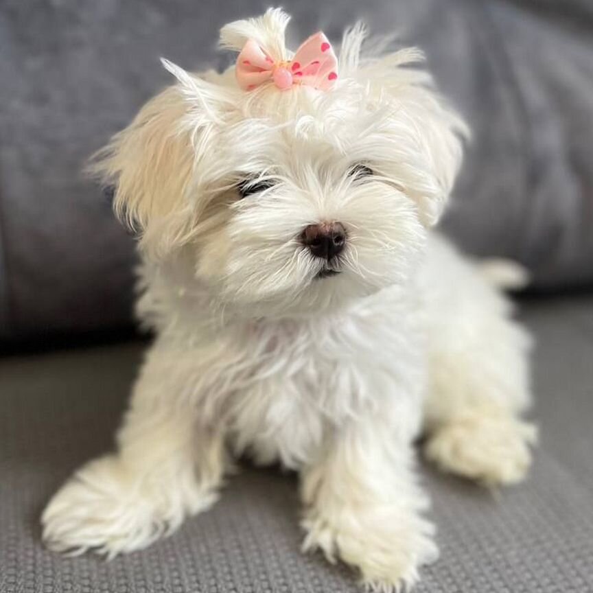 Мальтийская болонка, щенок