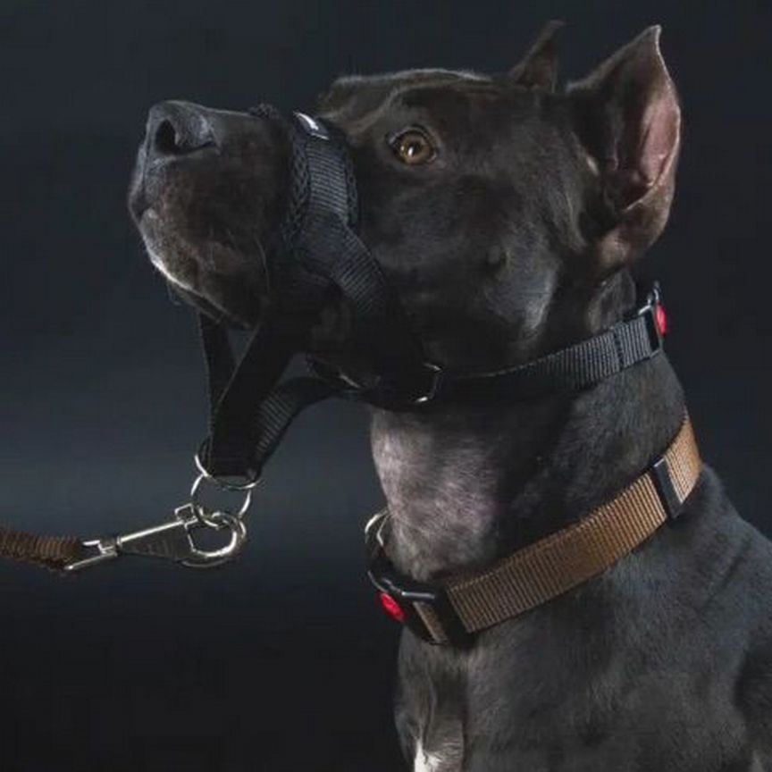 Халти для собак (недоуздок)